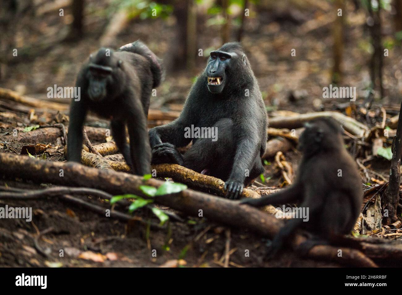 Three Sulawesi crested macaques in the woods, one of them is grinning ...