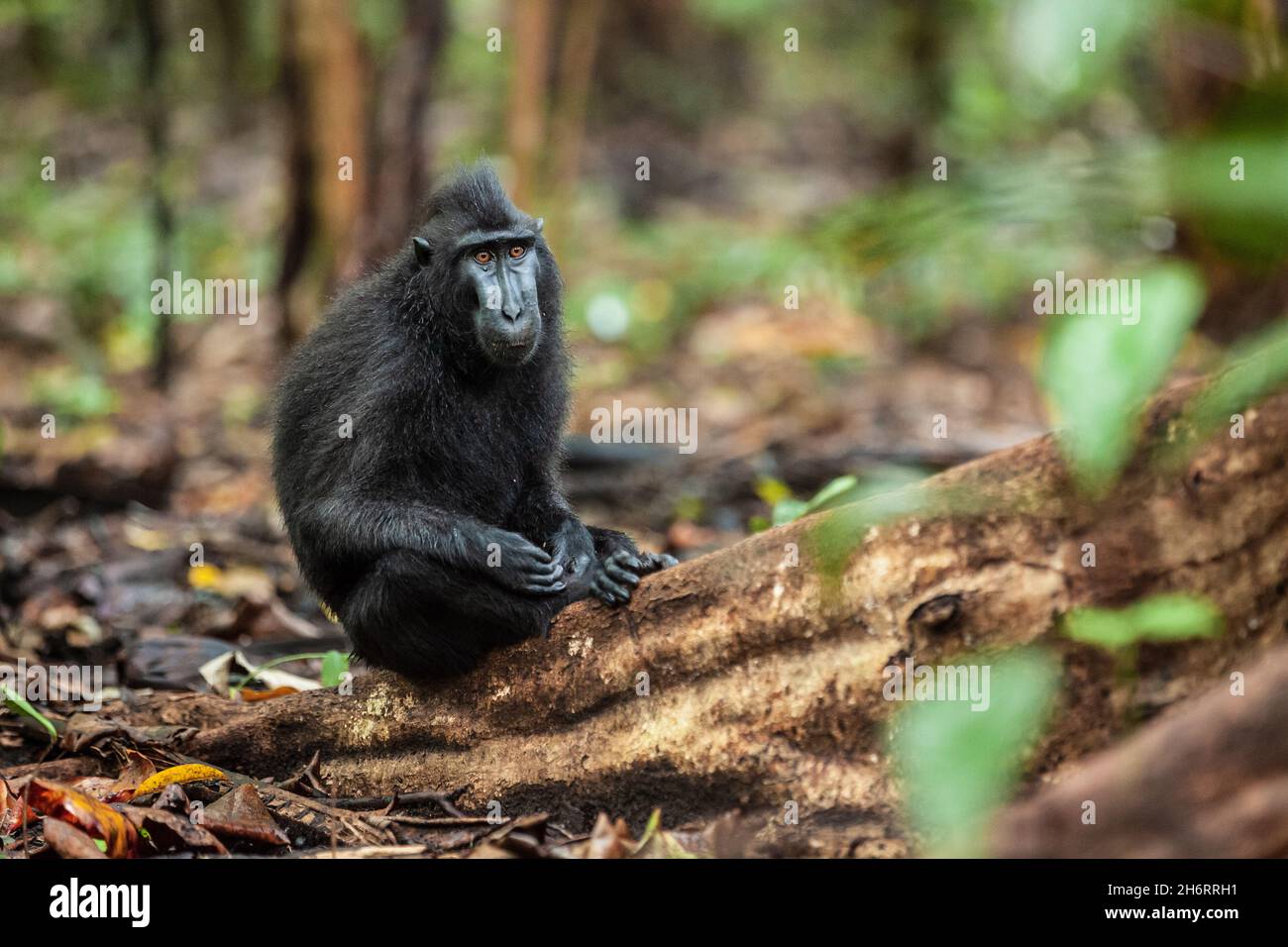 Crested black macaque with thoughtful face expression is sitting on the ...