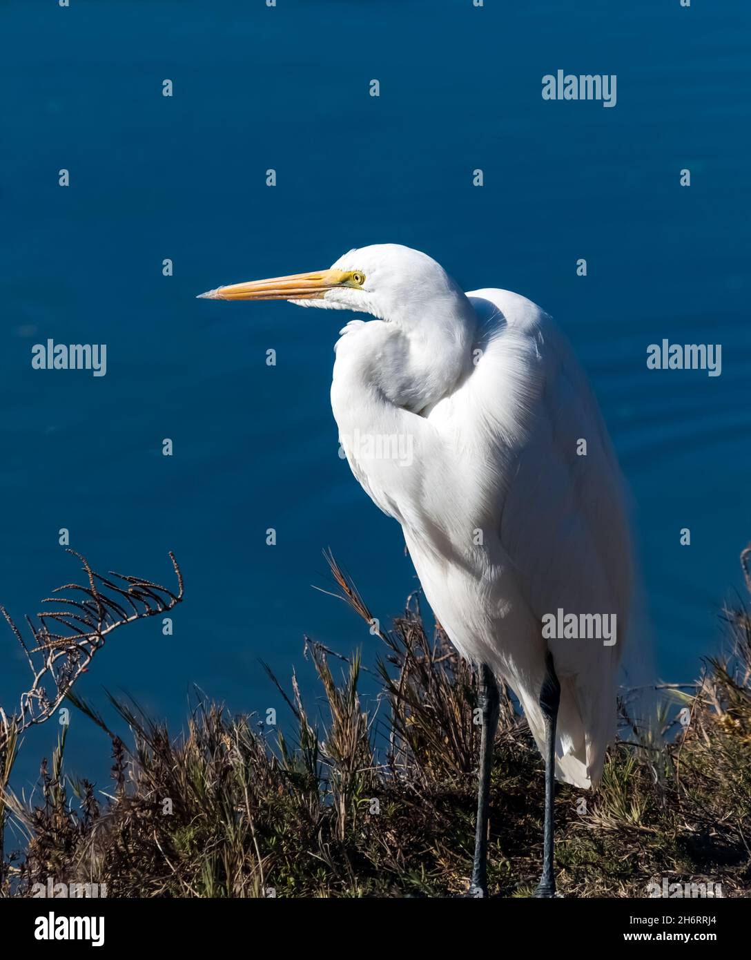 great egret closeup upper back bay Newport Beach California Stock Photo ...