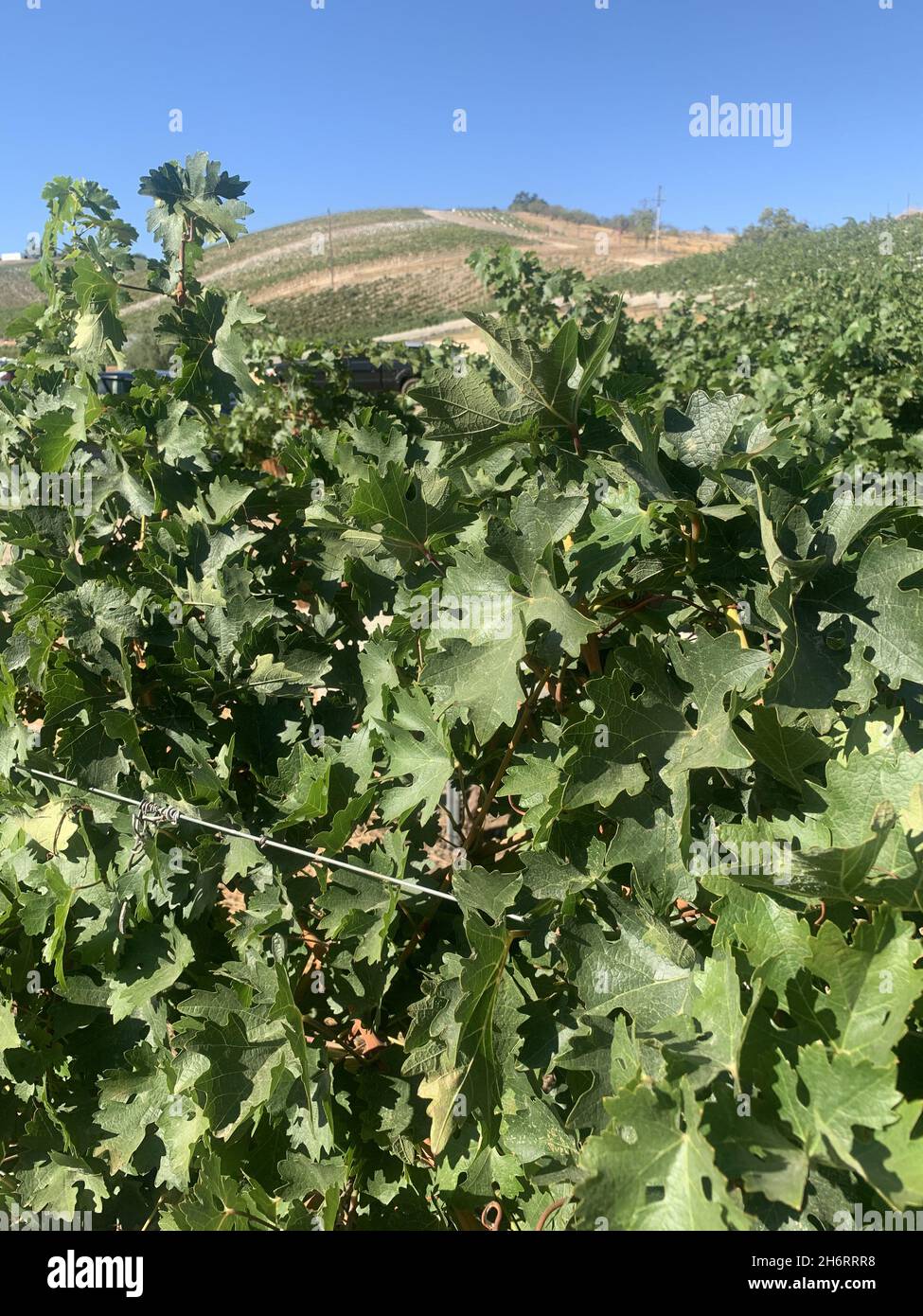 Vineyards with the view of vine rows and rolling hills in background in ...