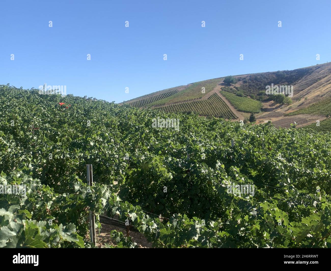Vineyard with the view of vine rows and hills in the background in Paso ...