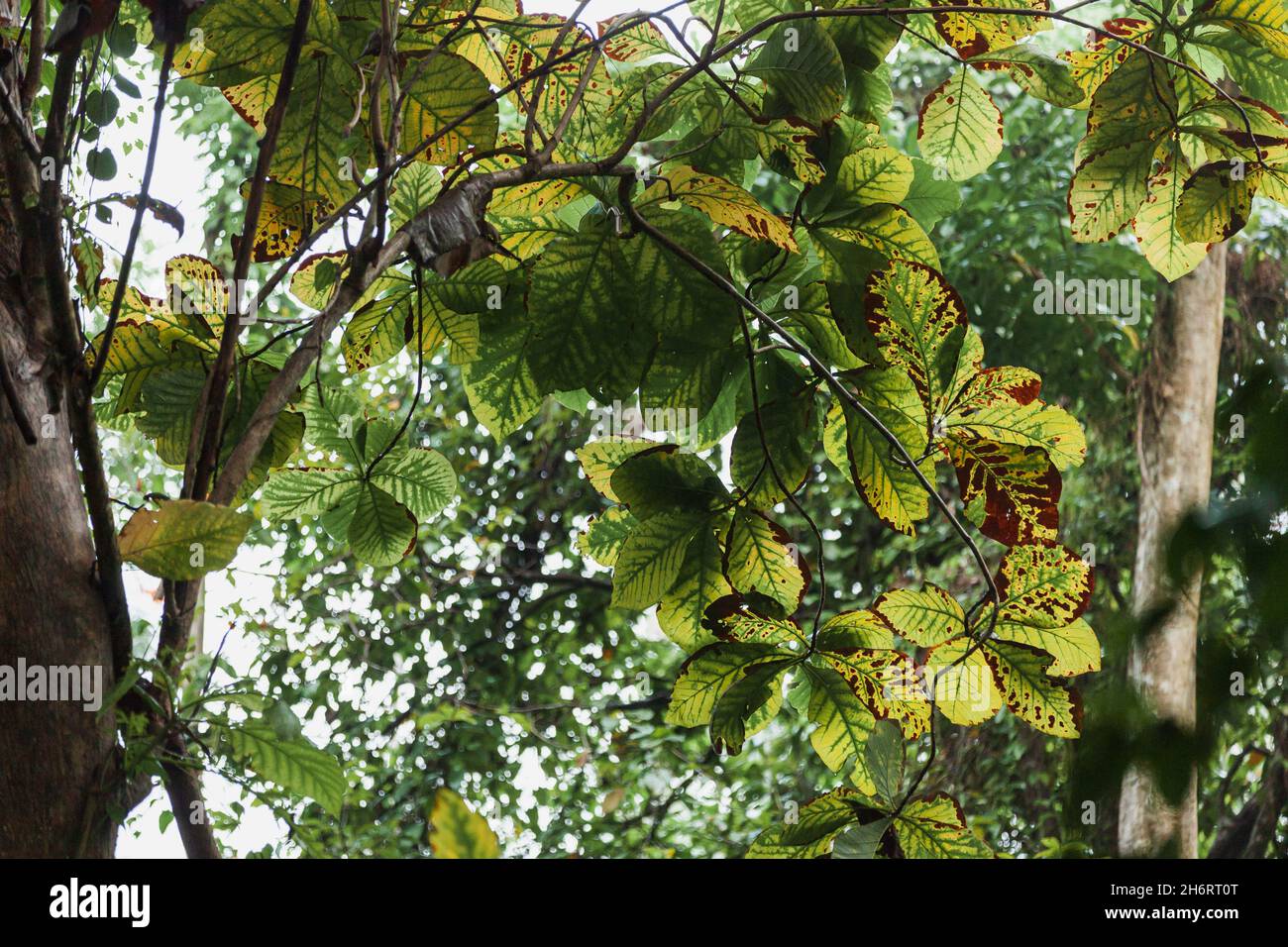 Greenery of the rainforest of Sulawesi island, Indonesia Stock Photo ...