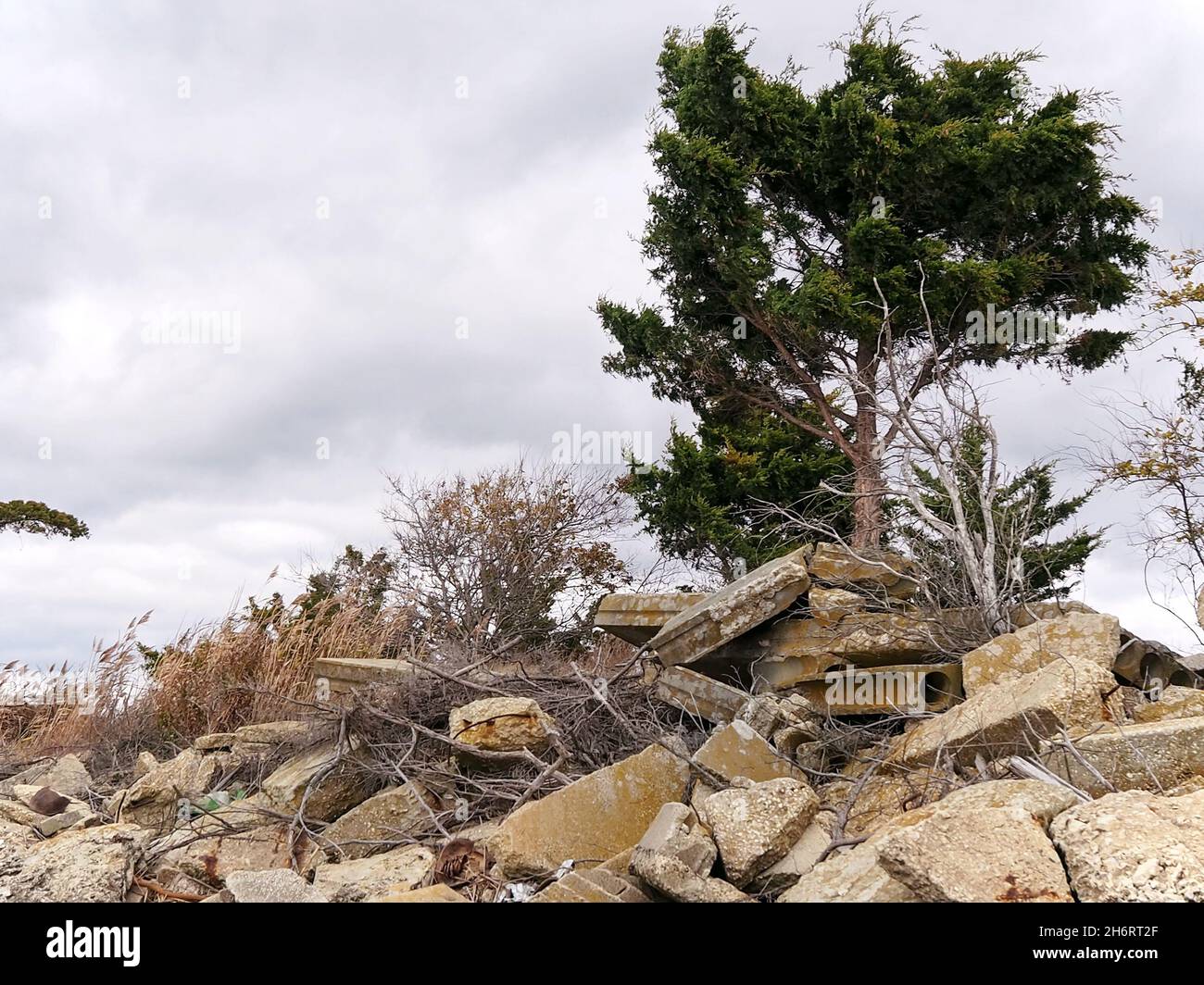 A pine tree and scrubby shrubbery grow high on top of a pile of ...