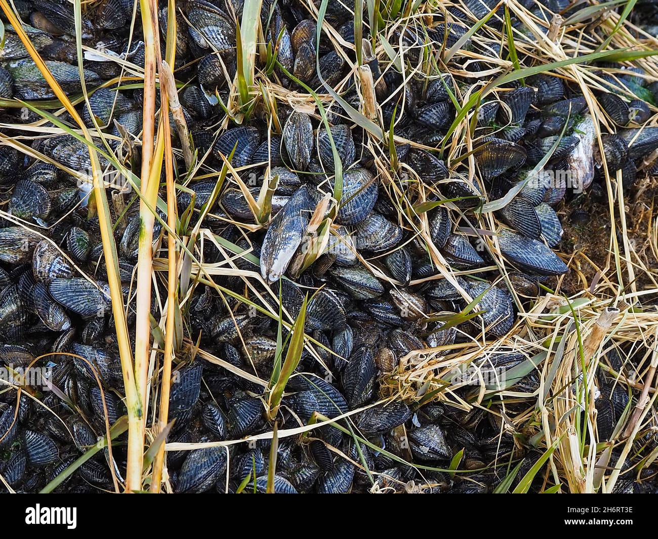 A bed of ribbed mussels clustered tightly together in the grasses of a ...