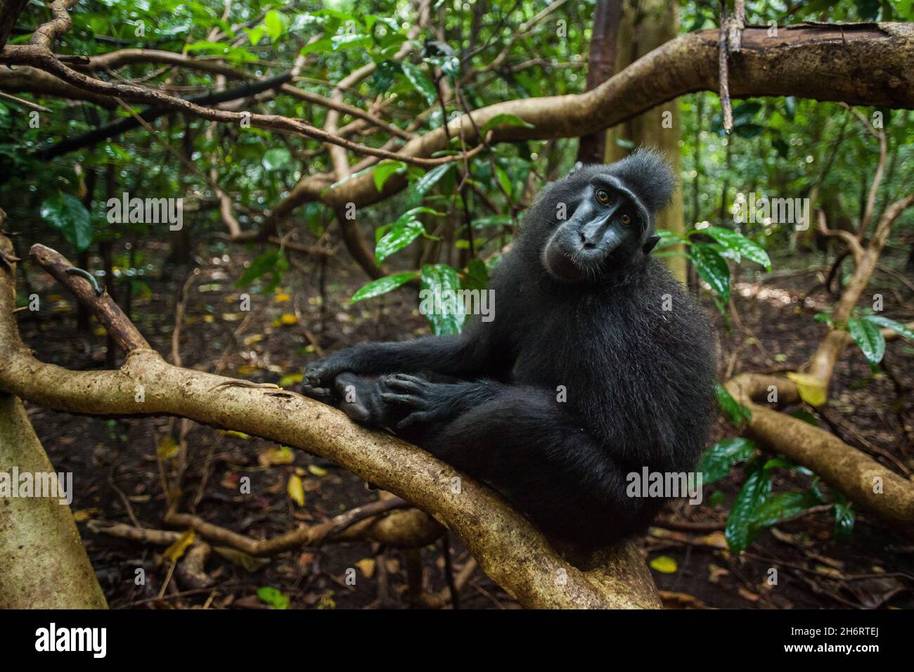 Black macaque sits on the tree and looks at the camera with its cute ...