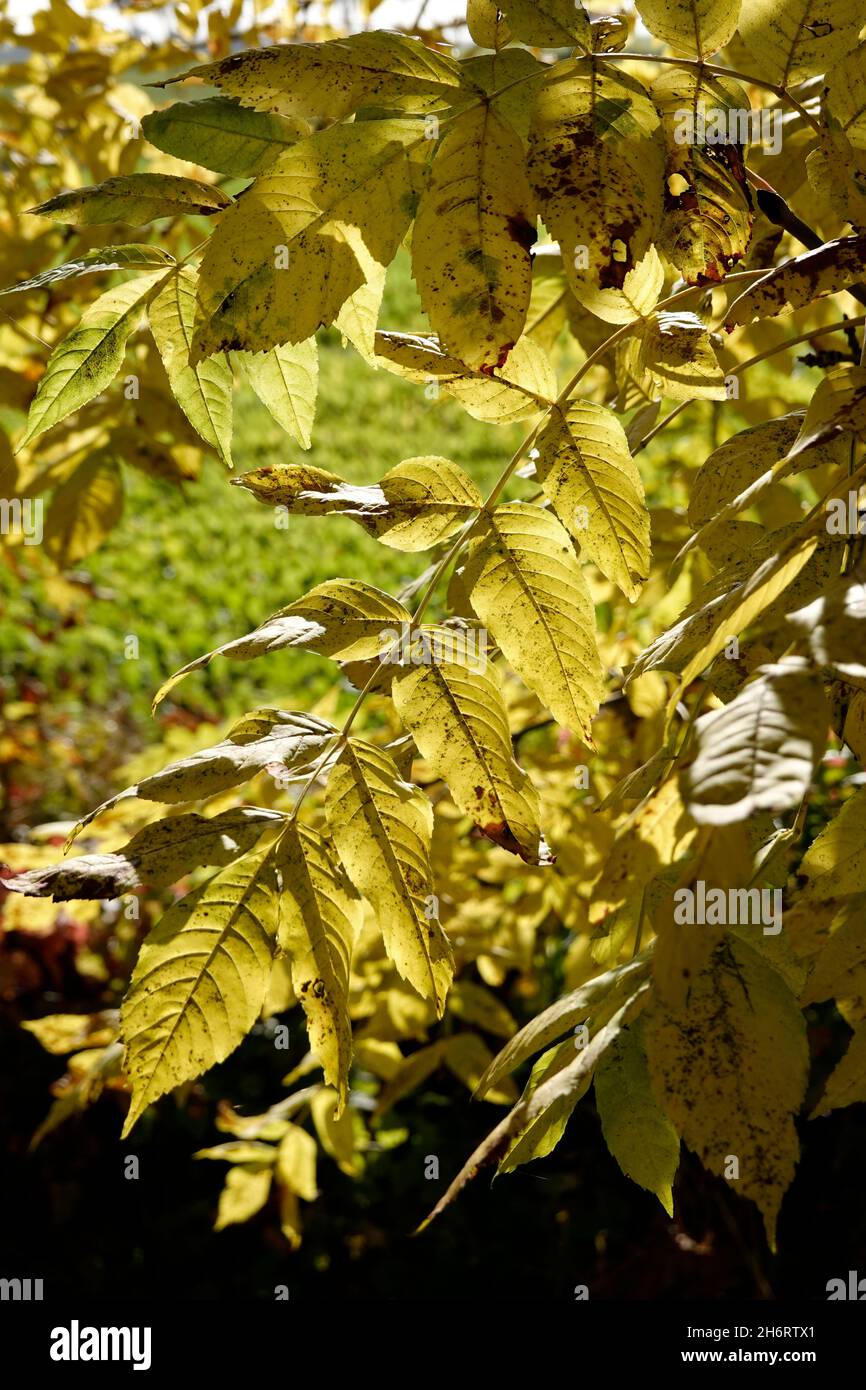 Gemeine esche (fraxinus excelsior) hi-res stock photography and images ...