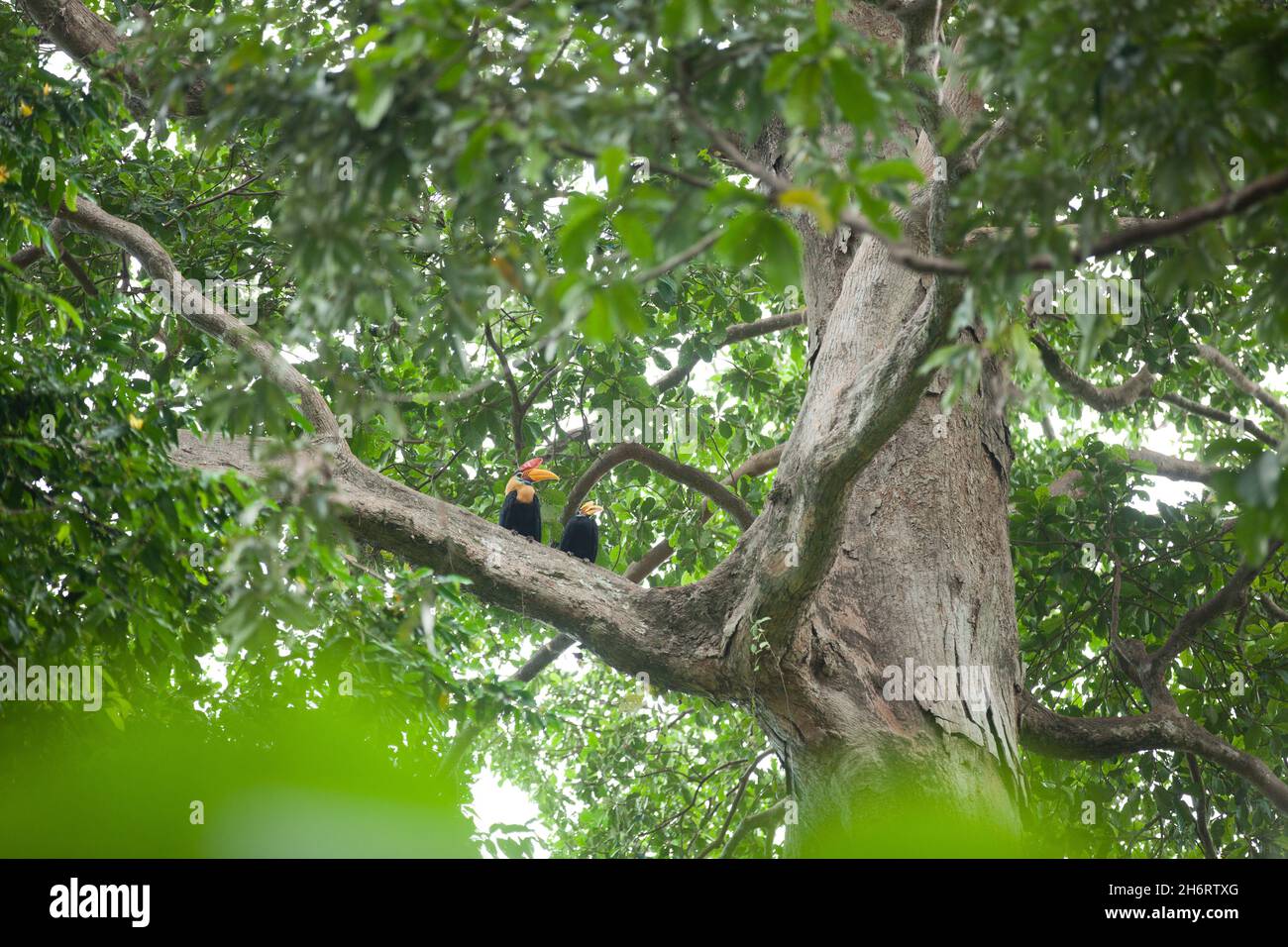Rare wildlife birds single hi-res stock photography and images - Alamy