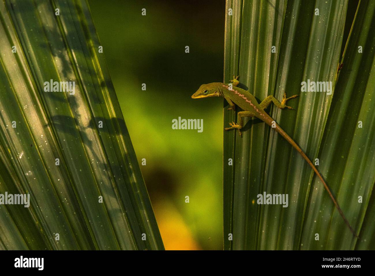 A lizard climbs on a palm leaf at the historic Blakeley State Park near ...
