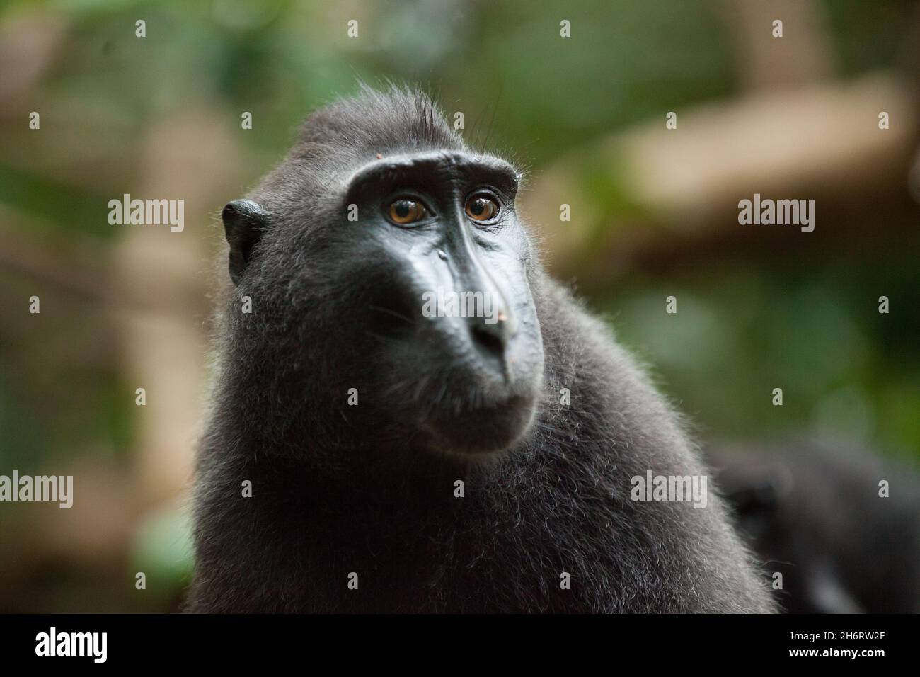 Close-up portrait of celebes crested macaque Stock Photo - Alamy