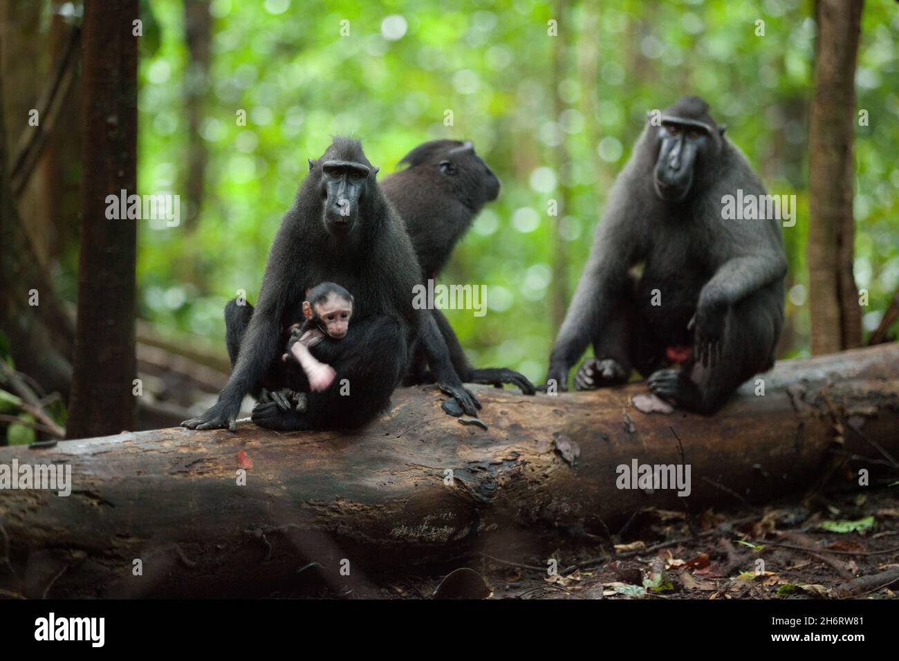 A family of macaca nigra with the kid monkey Stock Photo - Alamy