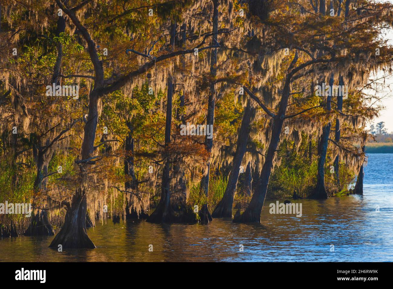Cypress trees line the banks of the Tensaw River at historic Blakeley ...