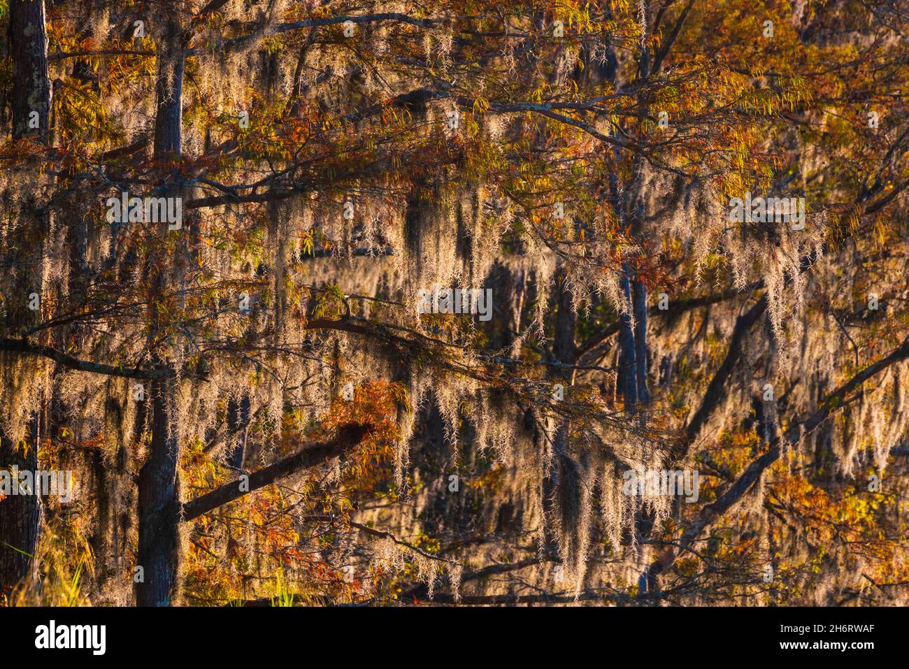 Cypress trees line the banks of the Tensaw River at historic Blakeley ...