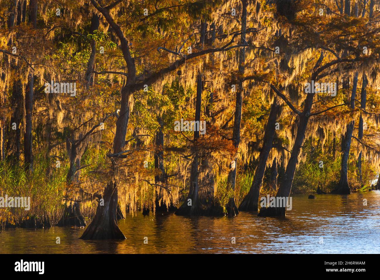 Cypress trees line the banks of the Tensaw River at historic Blakeley ...