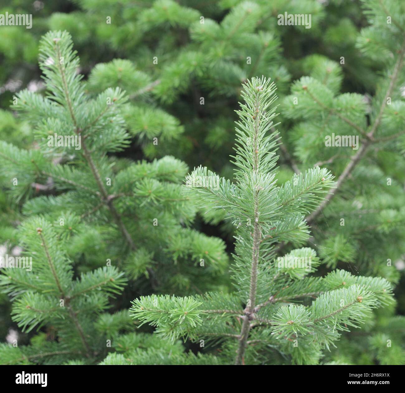 light green fir tree closeup Stock Photo - Alamy