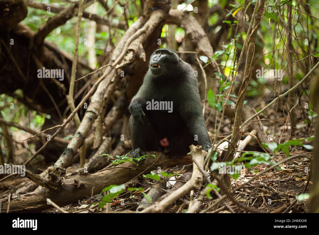 An adult black macaque looks confused in the rainforest Stock Photo - Alamy
