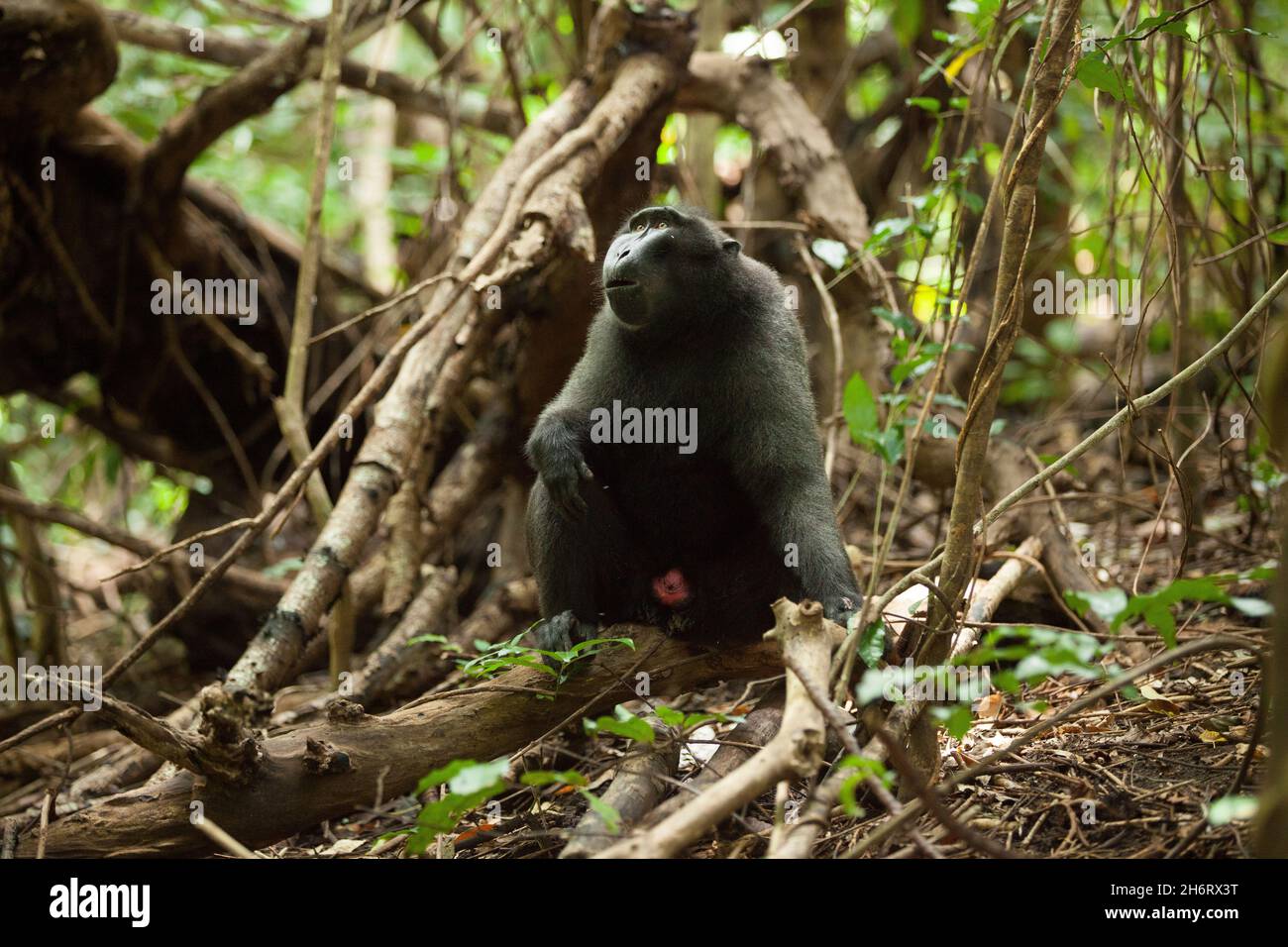 An adult black macaque with a surprised face Stock Photo - Alamy