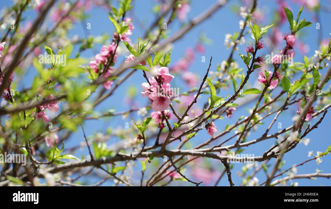 Spring flowers bhutan hi-res stock photography and images - Alamy