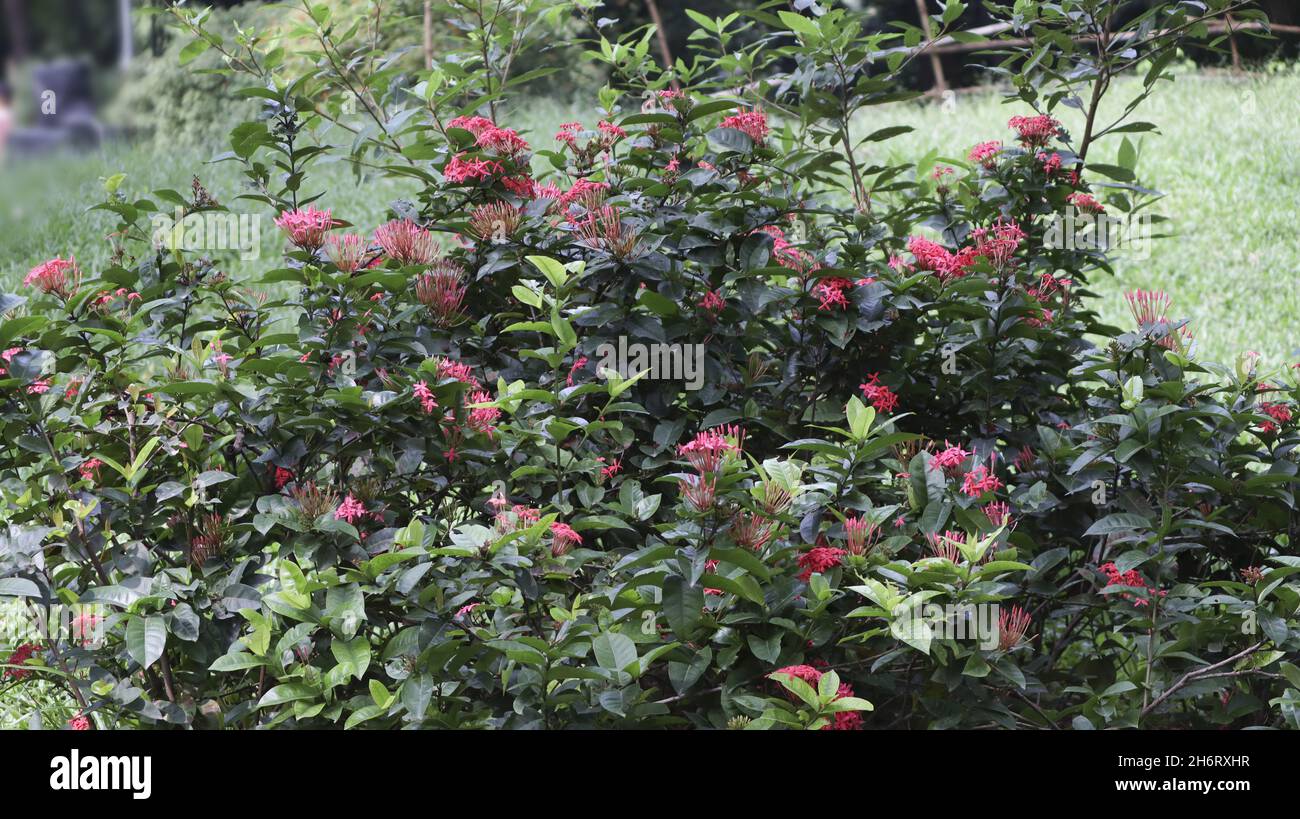 Idly poo hi-res stock photography and images - Alamy