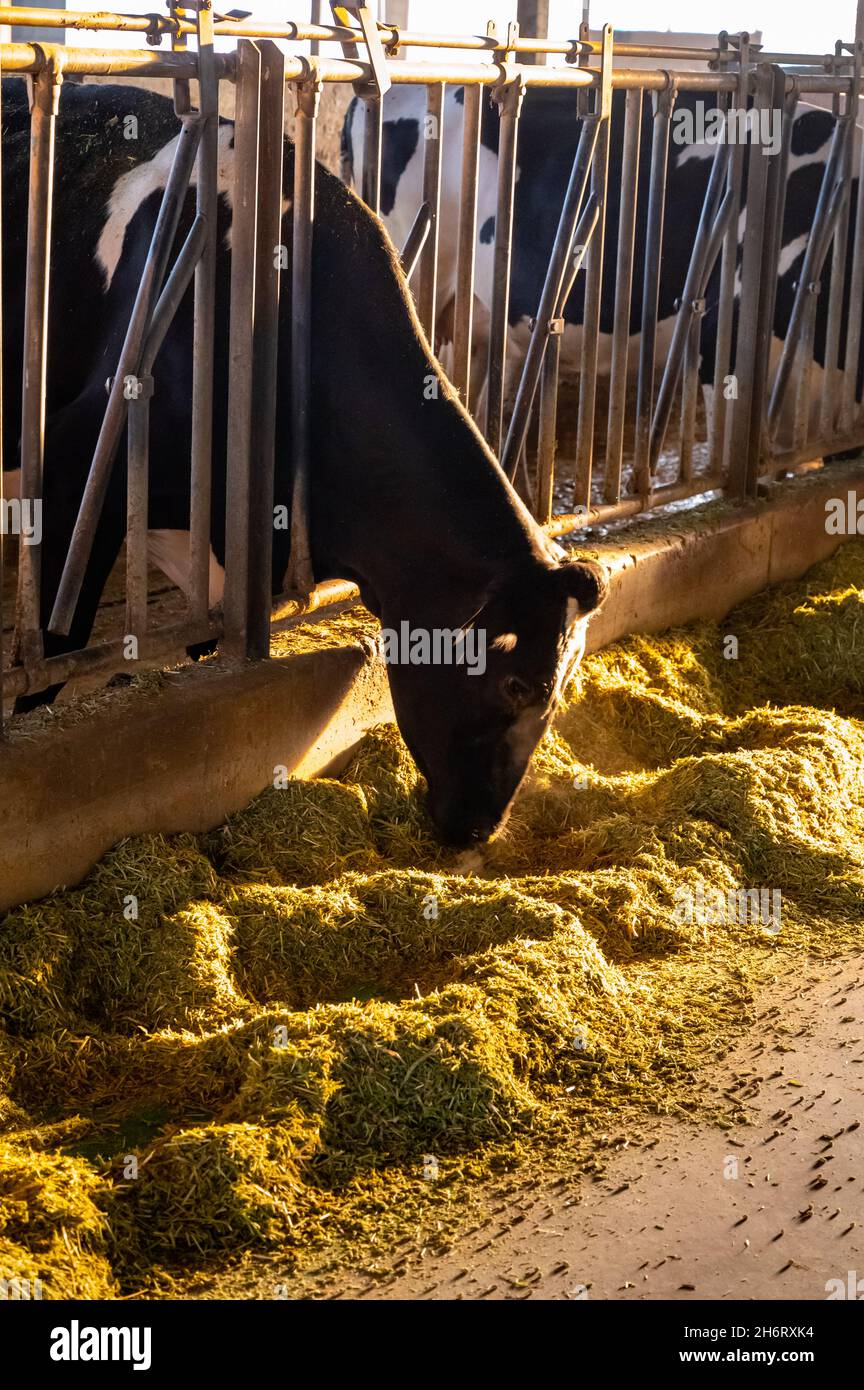 Sunny morning on parmesan parmiggiano-reggiano cheese production farm ...