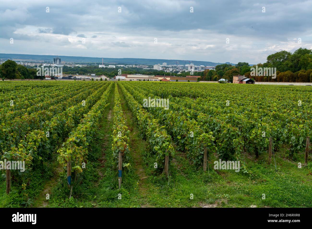 View on green vineyards of famous champagne houses in Reims, Champagne ...