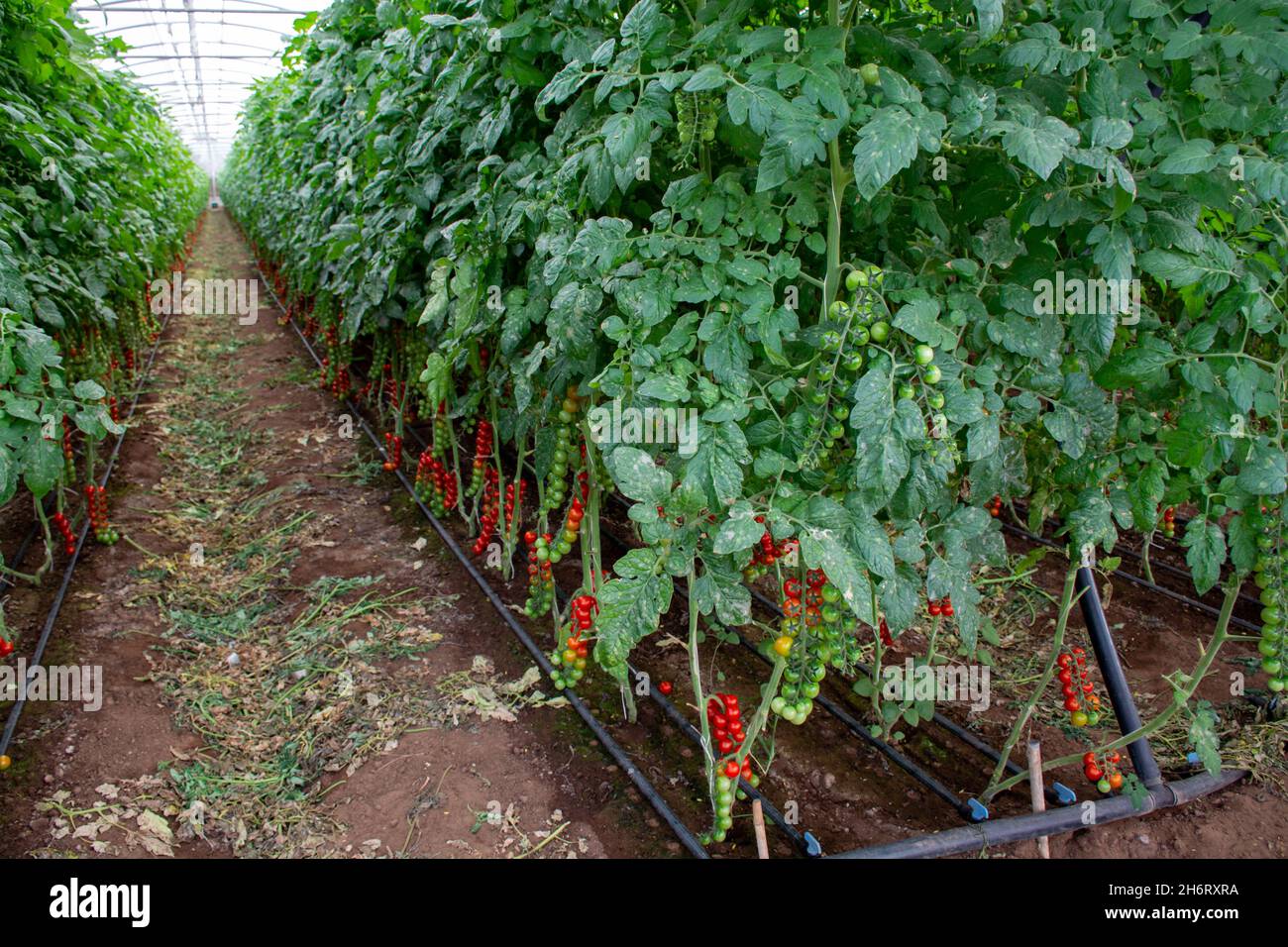 Group greenhouses growing tomatoes hi-res stock photography and images ...