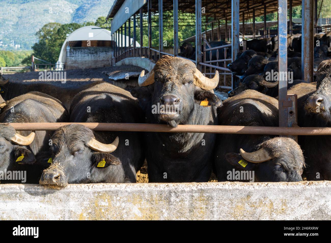 Mediterranea Italiana black buffalo raised on Italian cheese farm for ...