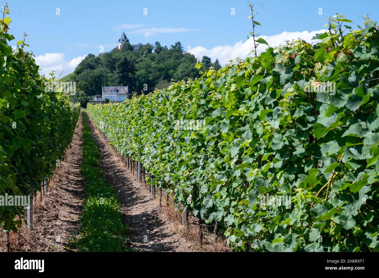 Hilly vineyards with ripening white riesling grapes in Mosel river ...