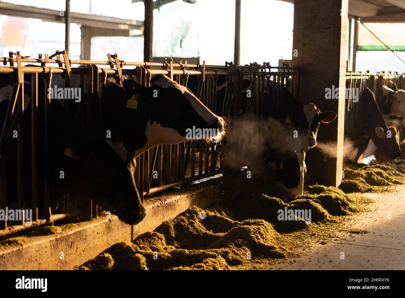 Sunny morning on parmesan parmiggiano-reggiano cheese production farm ...