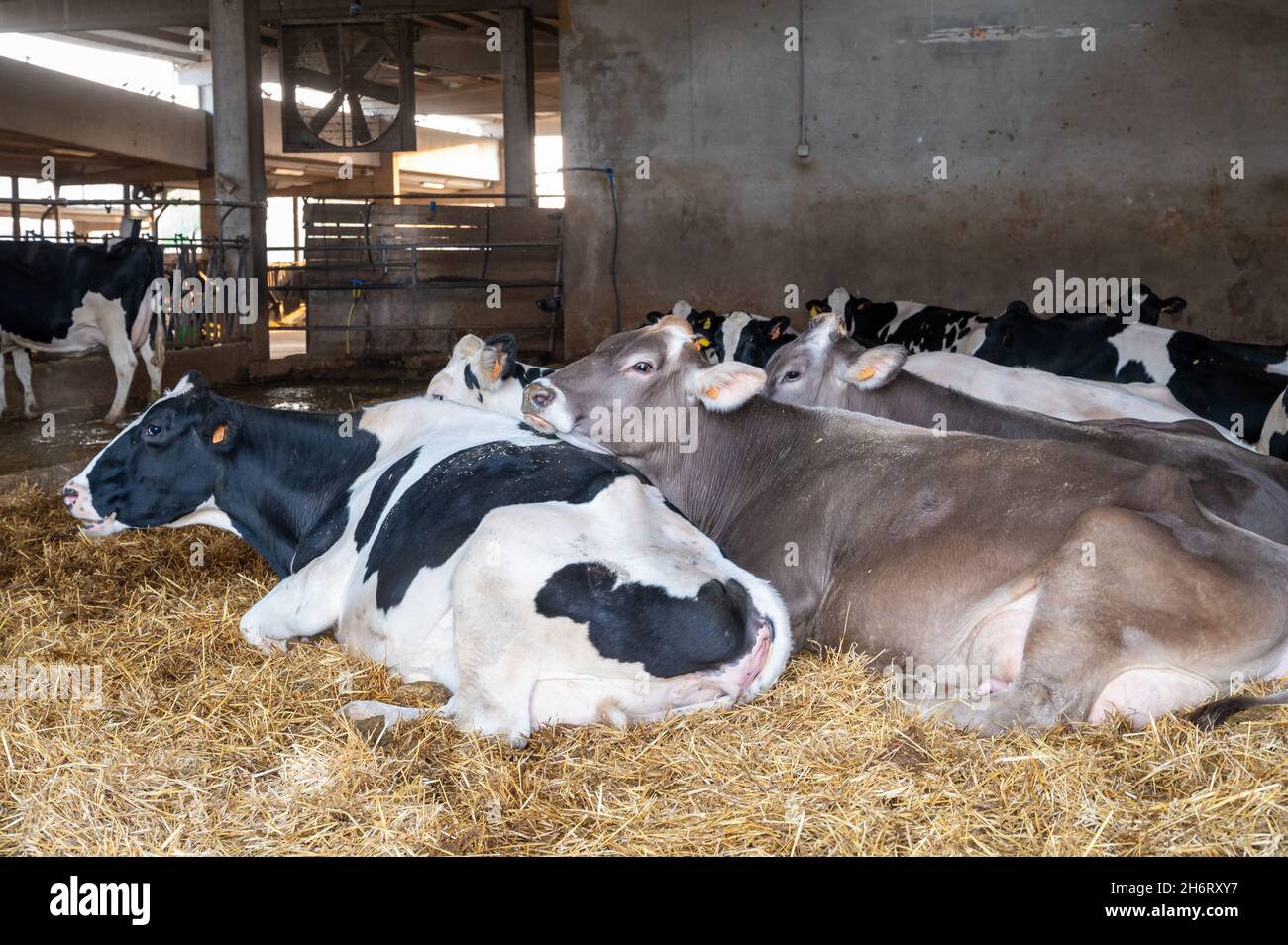 Sunny morning on parmesan parmiggiano-reggiano cheese production farm ...