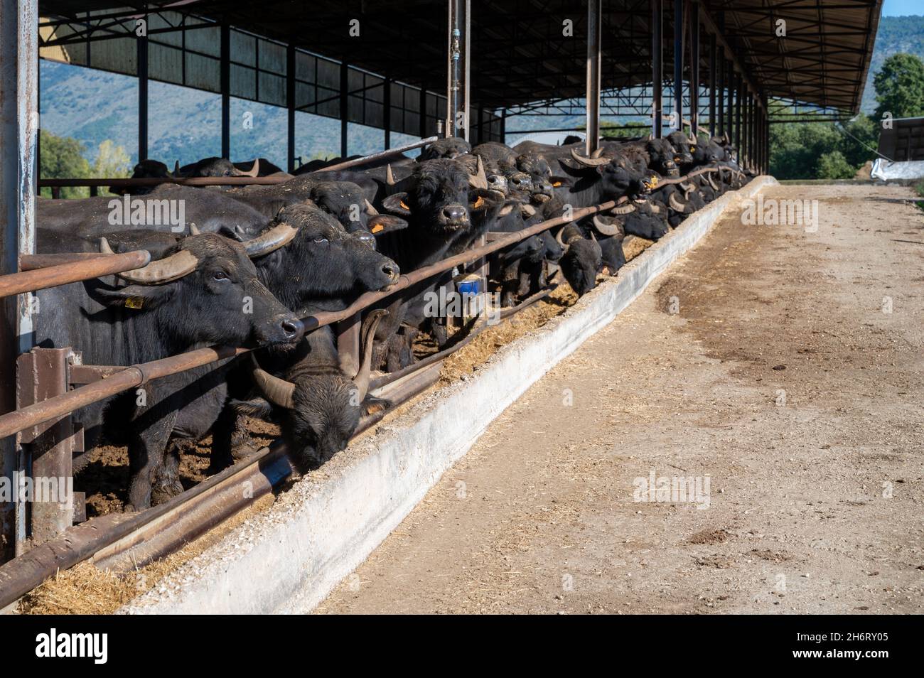 Mediterranea Italiana black buffalo raised on Italian cheese farm for ...