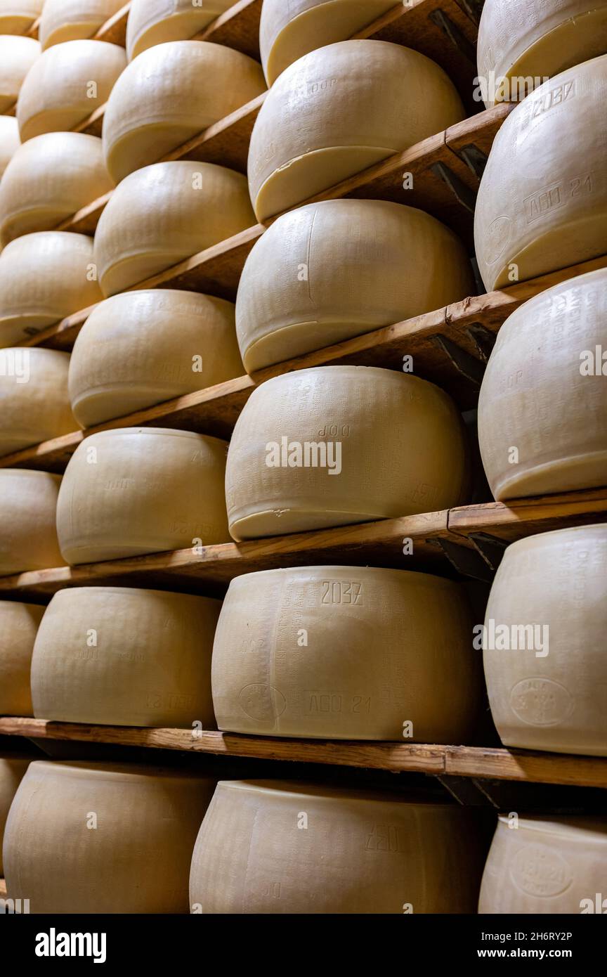Process of making parmigiano-reggiano parmesan hard cheese on small ...