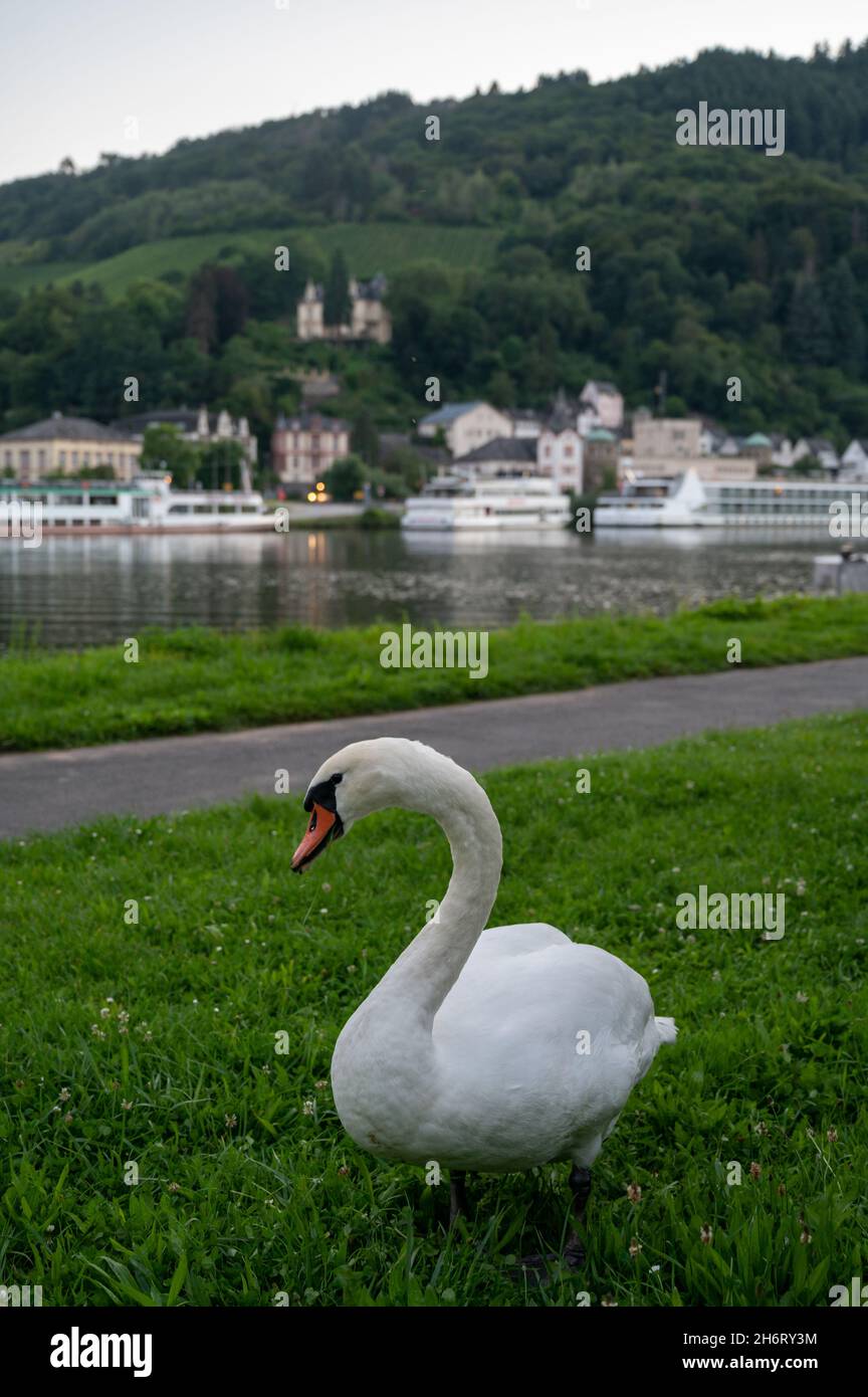 White adult swan bird grazing green grass on Mosel river with view on ...