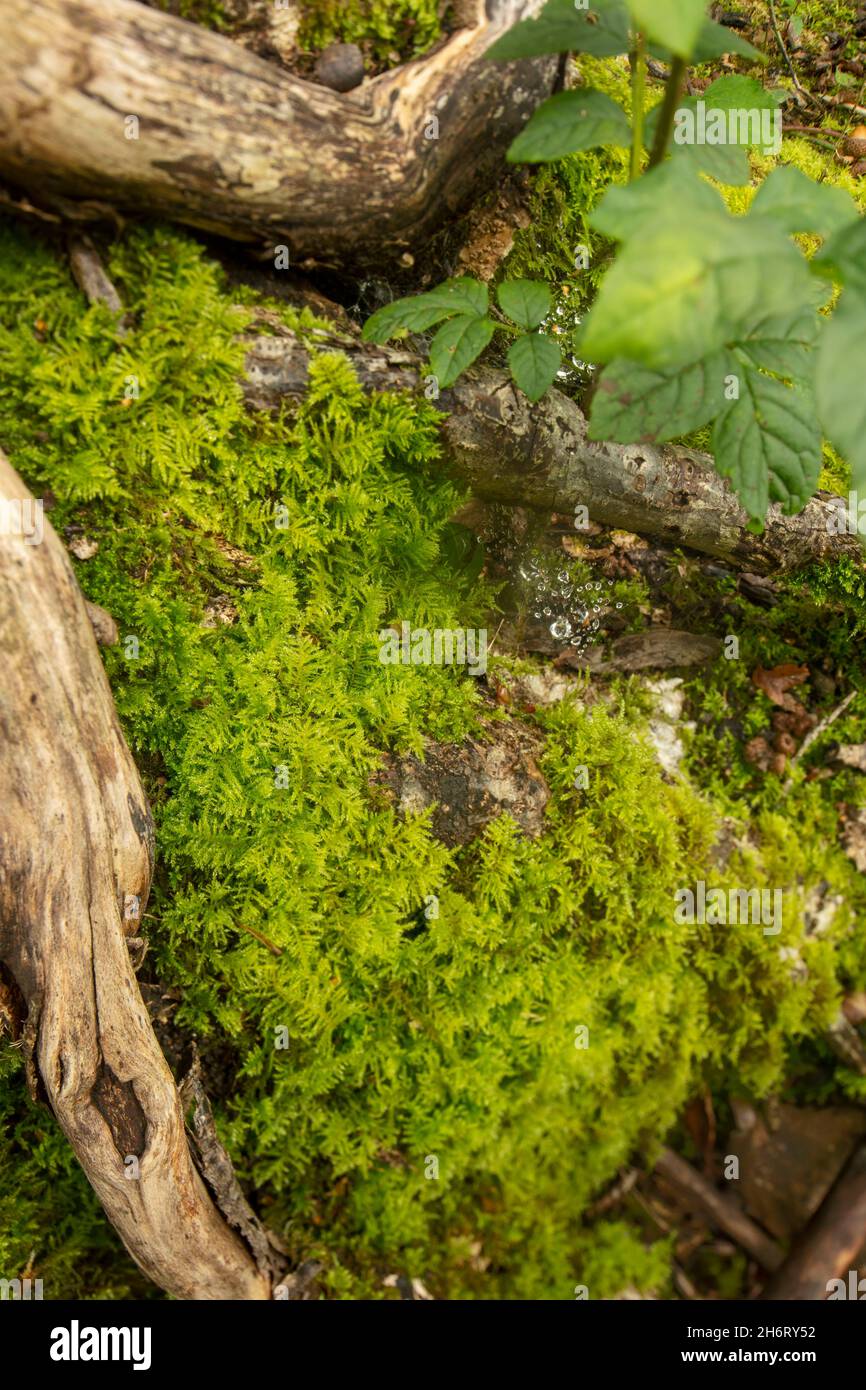 Intimate close-up natural woodland landscape of moss, spiders web and ...