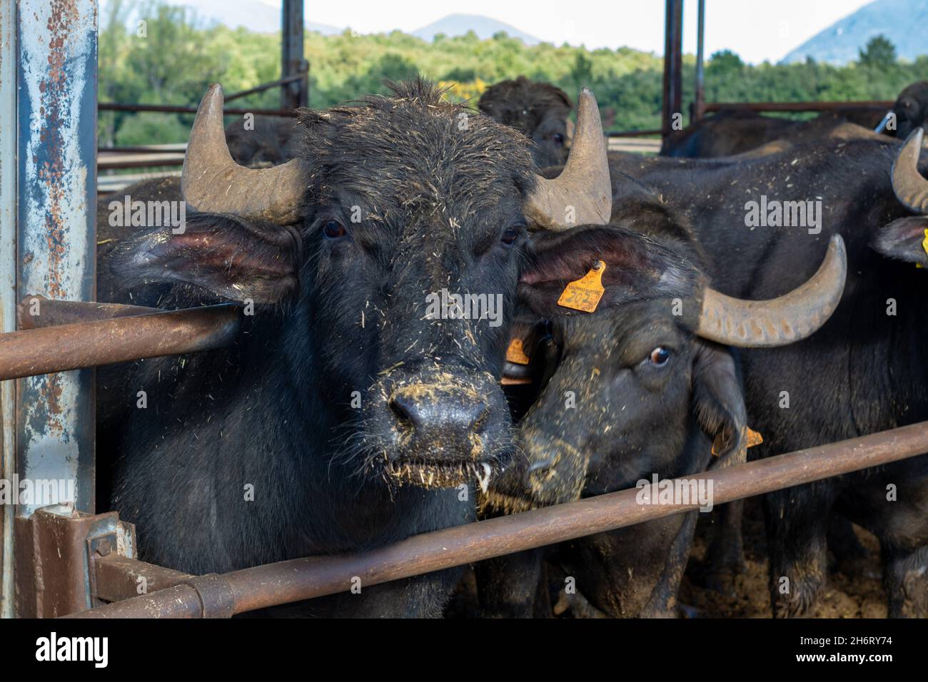 Mediterranea Italiana black buffalo raised on Italian cheese farm for ...