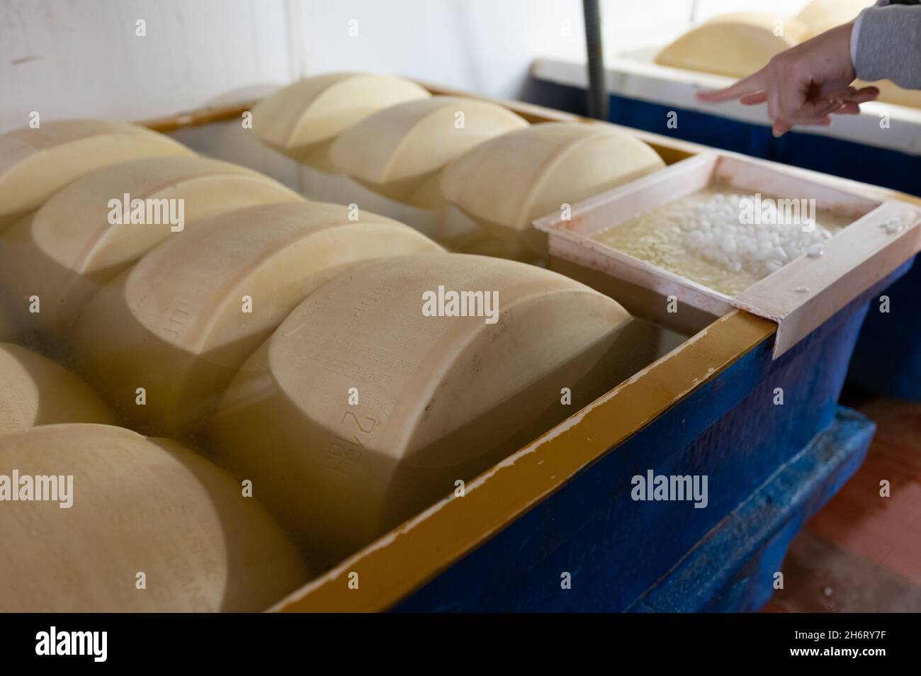 Process of making parmigiano-reggiano parmesan hard cheese on small ...