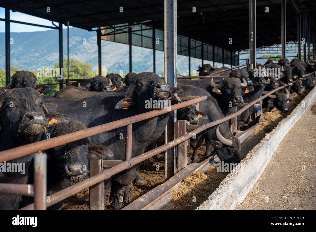 Mediterranea Italiana black buffalo raised on Italian cheese farm for ...