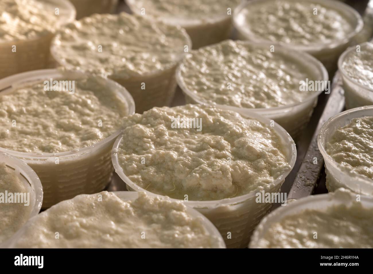 Process of making fresh white soft ricotta whey cheese early morning on ...