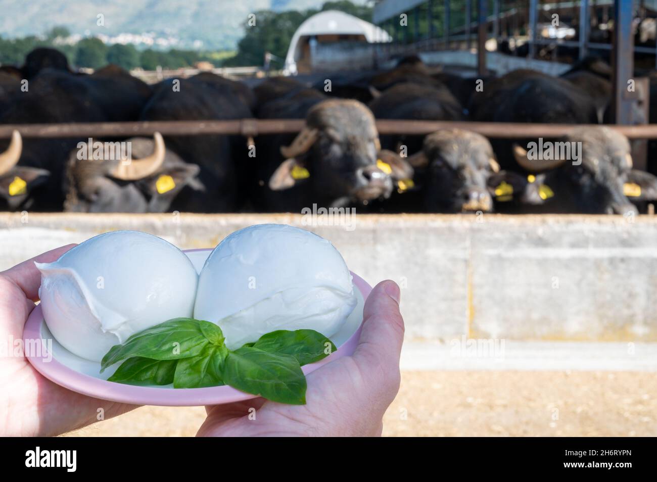 White balls of Italian soft cheese Mozzarella di Bufala Campana and ...