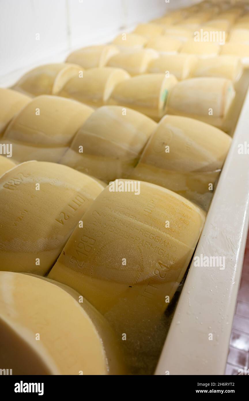 Process of making parmigiano-reggiano parmesan hard cheese on small ...