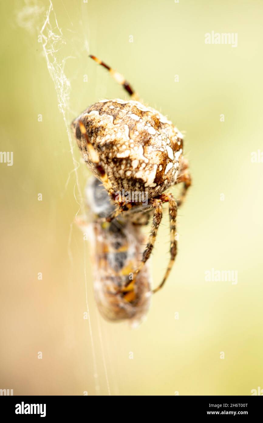 Common garden spider wrapping its prey in a silk prison, natural ...