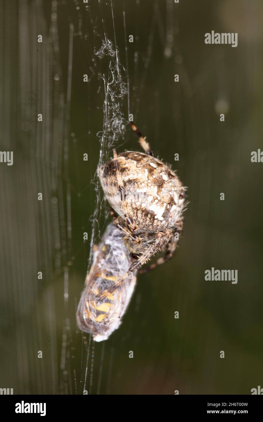 Common garden spider wrapping its prey in a silk prison, natural ...