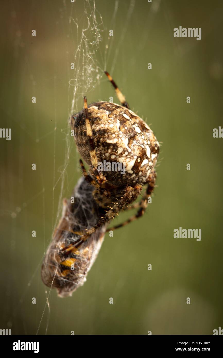 Common garden spider wrapping its prey in a silk prison, natural ...
