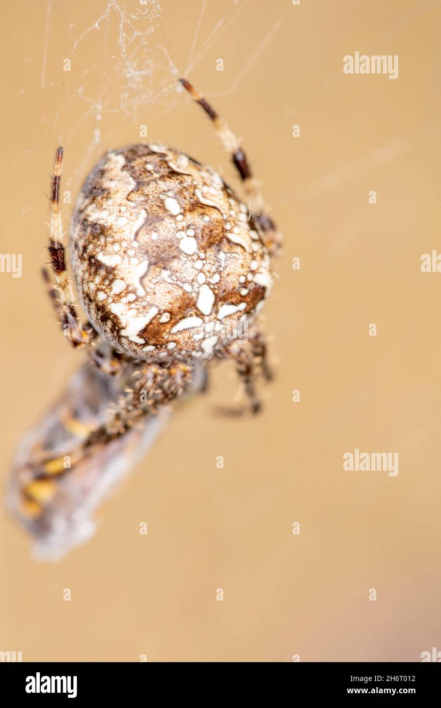 Common garden spider wrapping its prey in a silk prison, natural ...