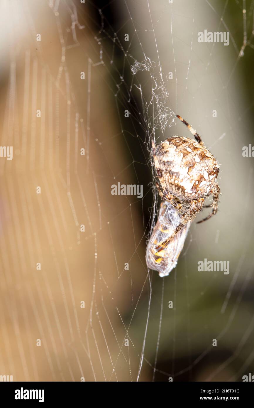 Common garden spider wrapping its prey in a silk prison, natural ...