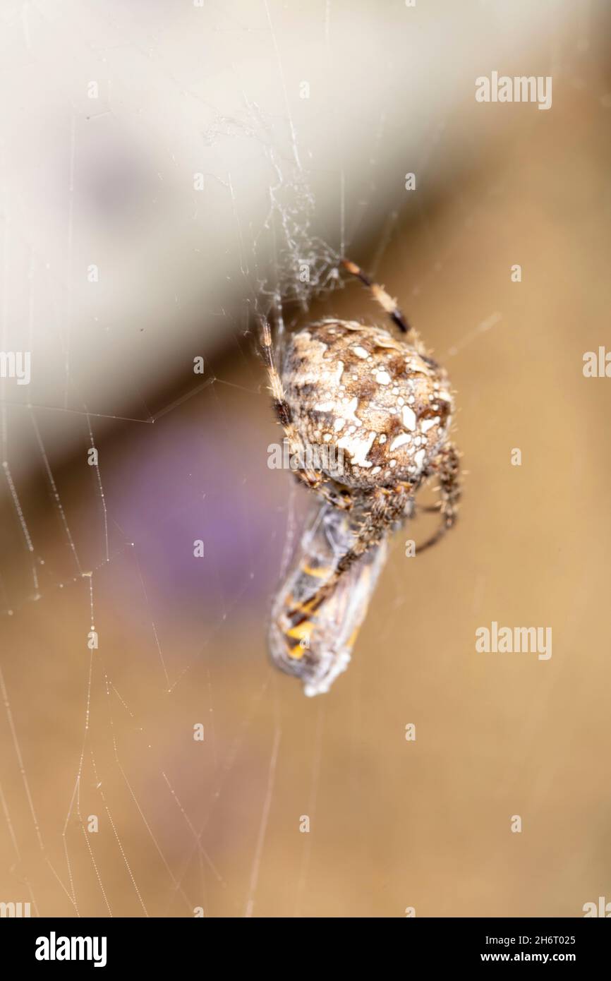 Common garden spider wrapping its prey in a silk prison, natural ...