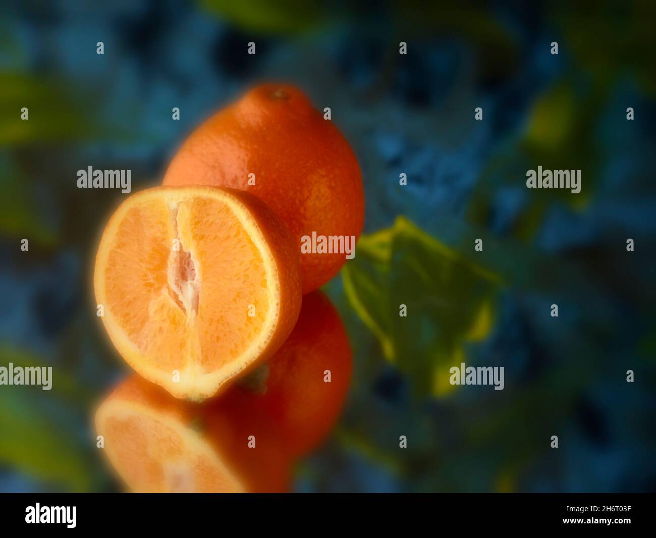 Super juicy Mineola (Grapefruit / Tangerine} natural fruit still-life ...