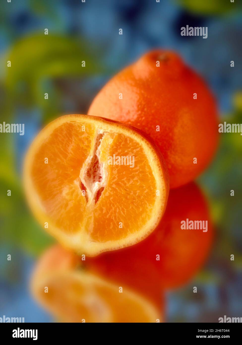 Super juicy Mineola (Grapefruit / Tangerine} natural fruit still-life ...