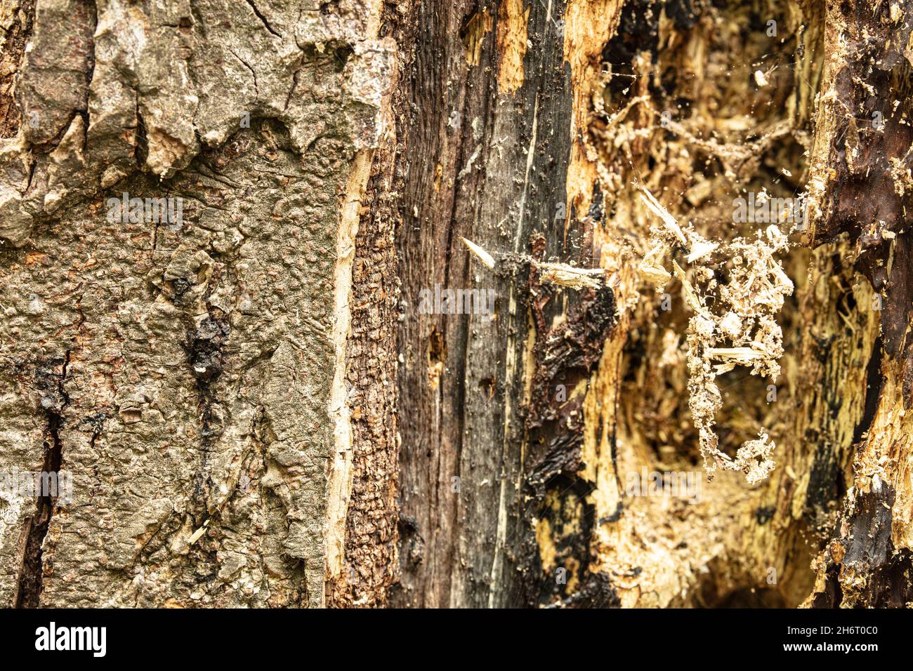 Patterns and textures in nature, lifecycle as tree decays Stock Photo ...