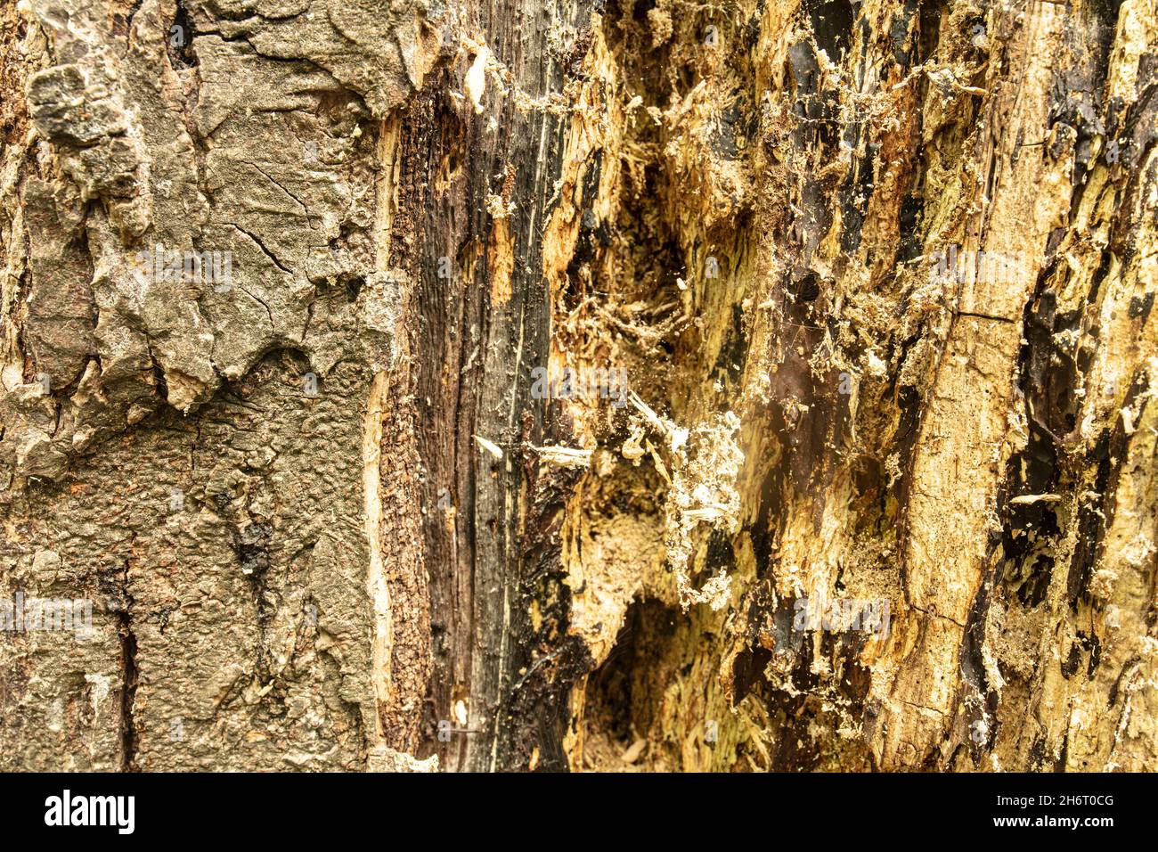 Patterns and textures in nature, lifecycle as tree decays Stock Photo ...