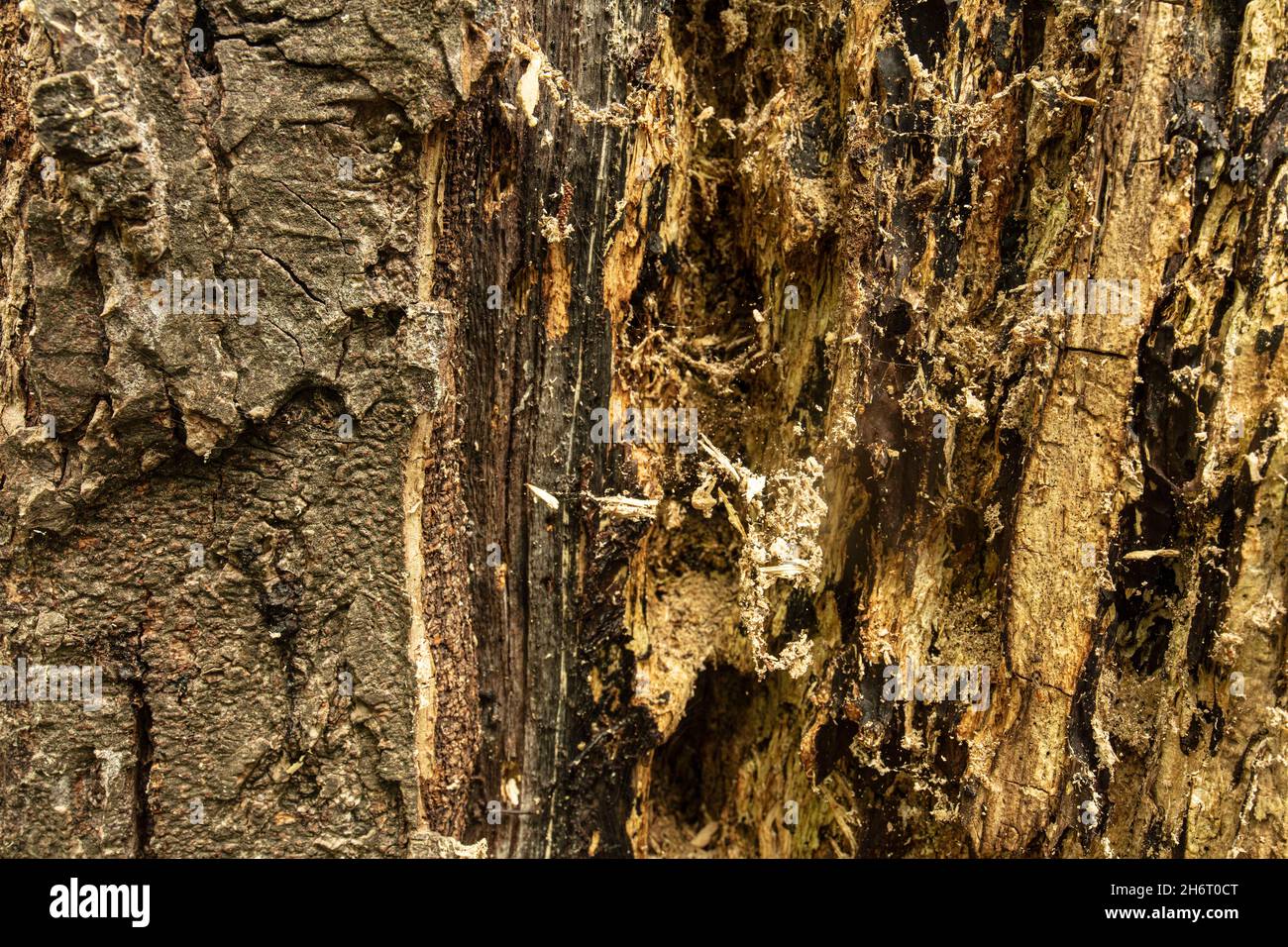 Patterns and textures in nature, lifecycle as tree decays Stock Photo ...